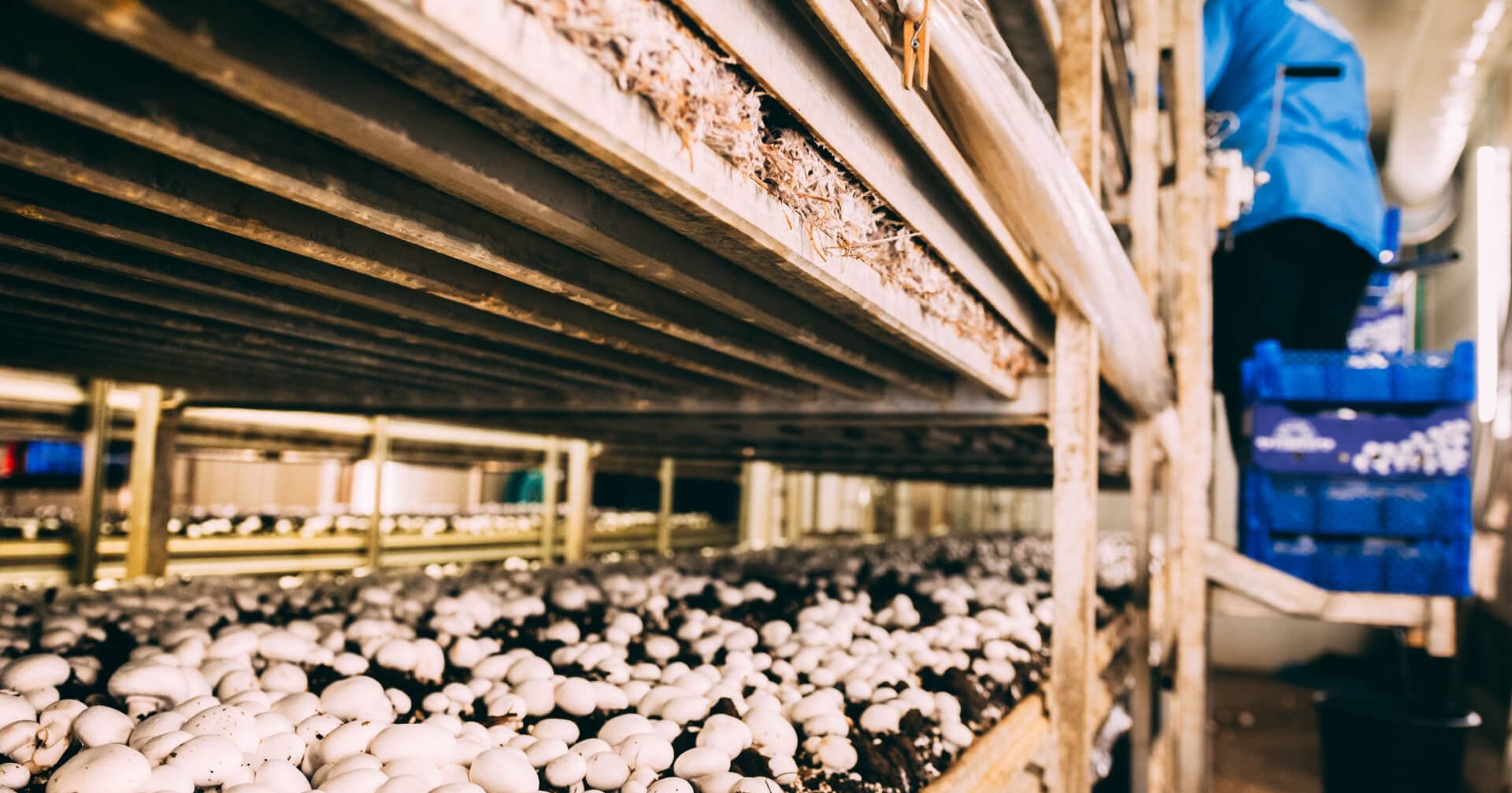 Canadian private equity firm buys farm accused of union busting